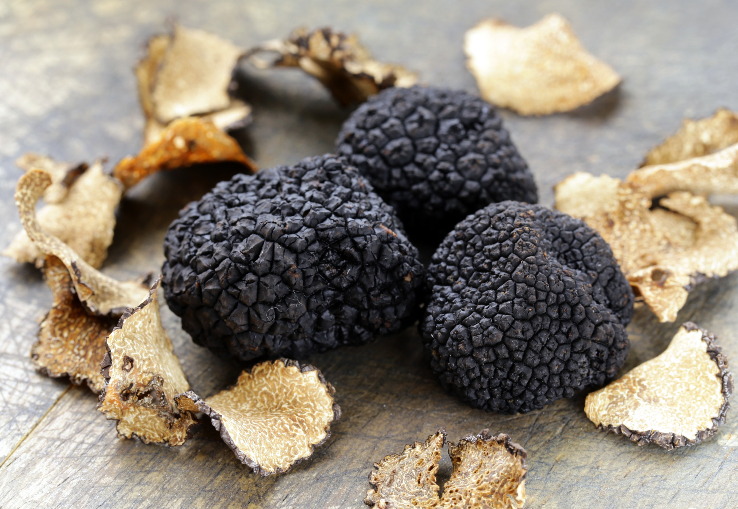 TARTUFO NERO DI FRAGNO Appennino Emilia